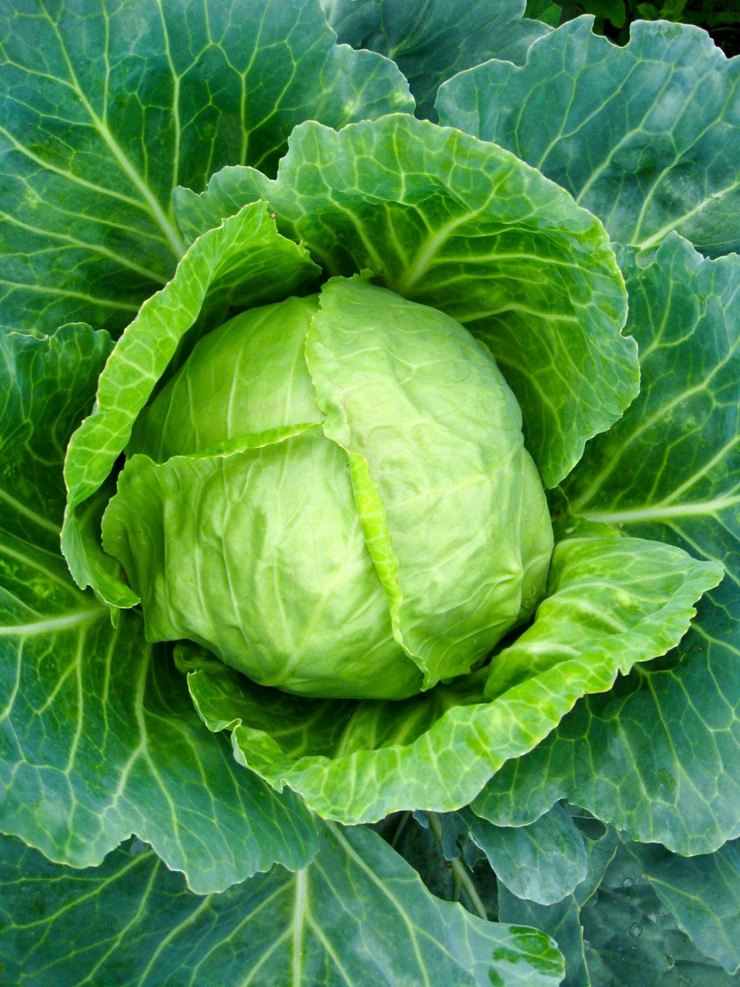 Cabbage – Memory Morsels